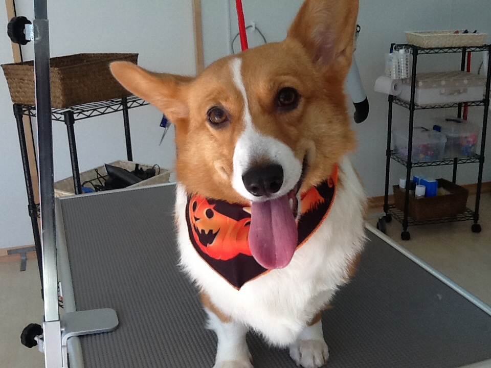 image | ばうわん