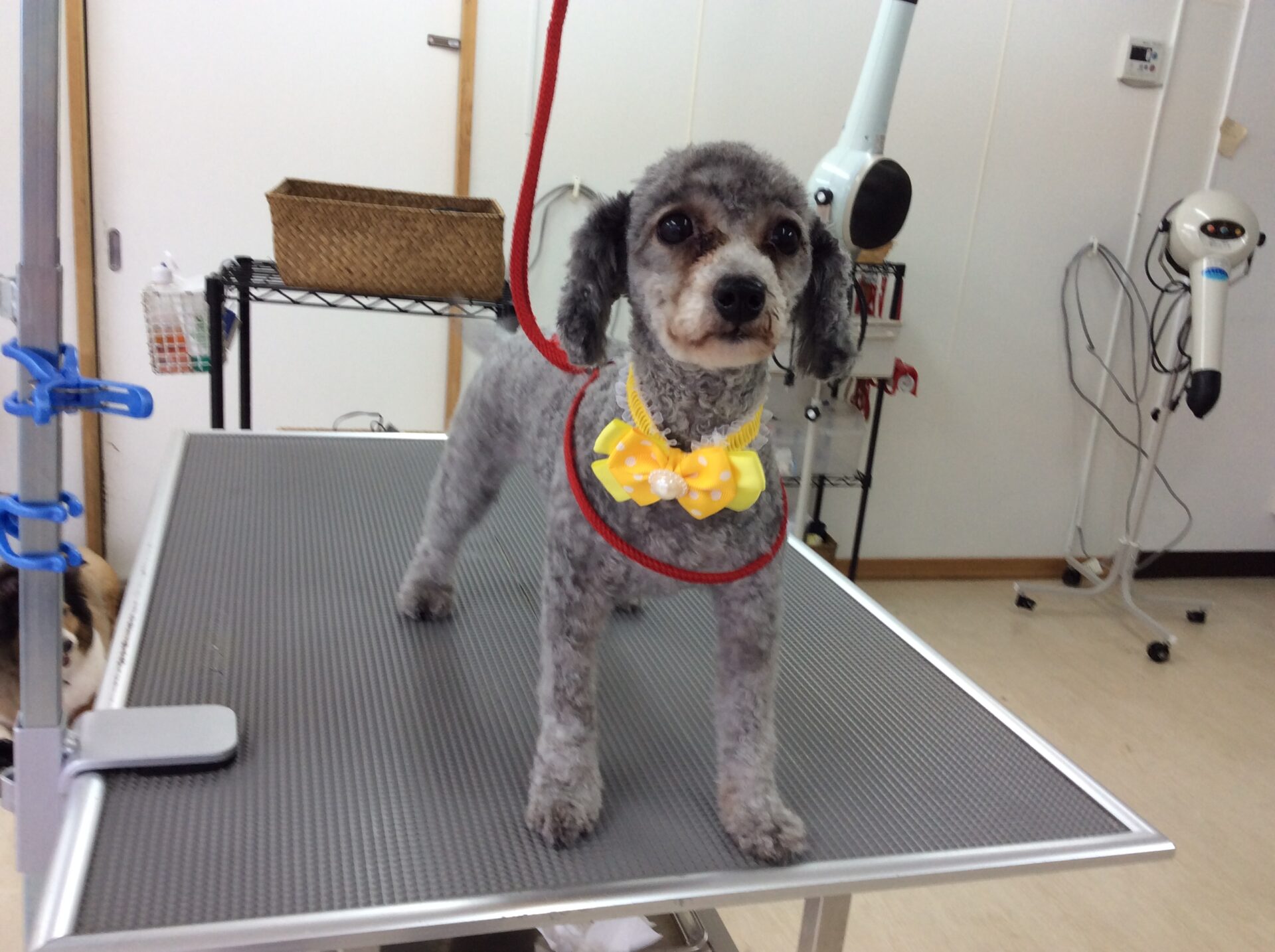 image | ばうわん