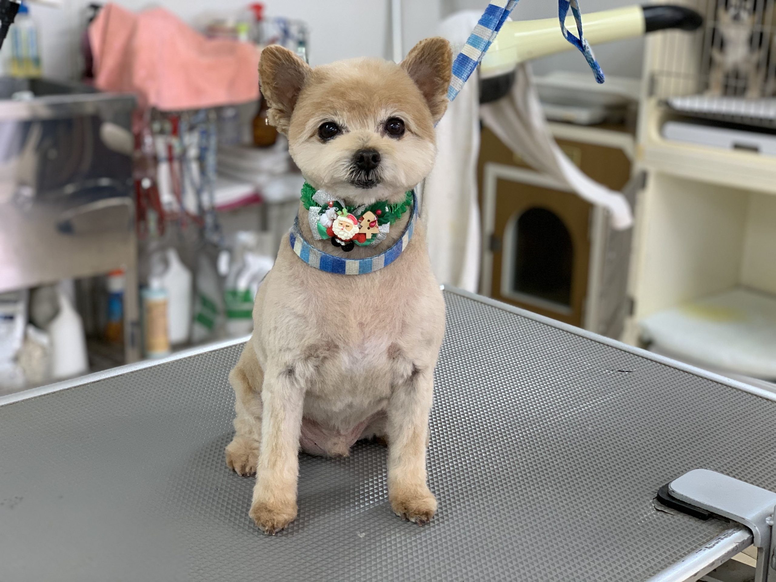 C6368EDA-3981-4099-9D36-DAF9A465957C | ばうわん